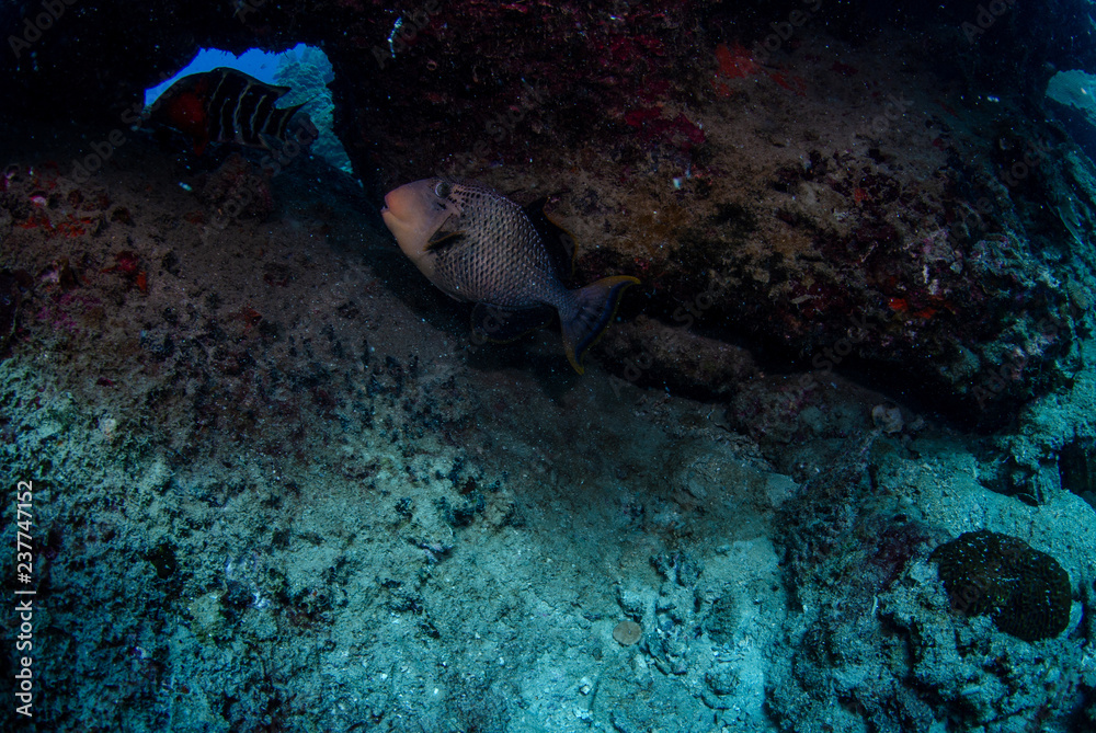 Titan/giant triggerfish (Balistoides viridescens) in a cavern on the ...
