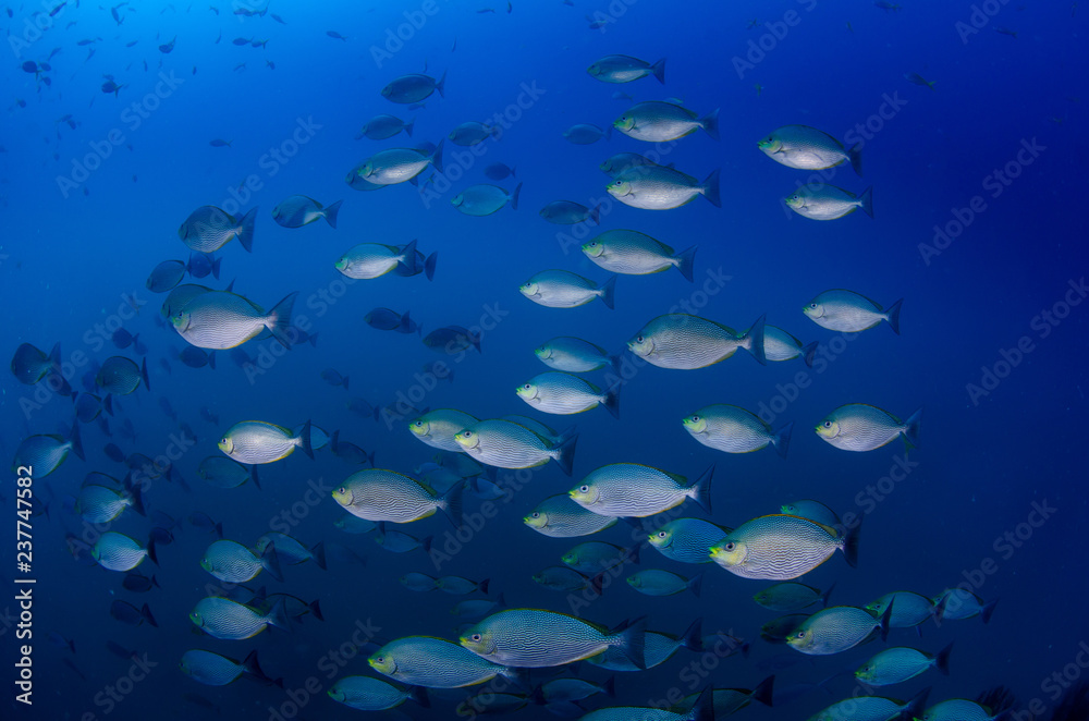 School of streaked spinefoot/ Java rabbitfishes (Siganus javus) in deep ...