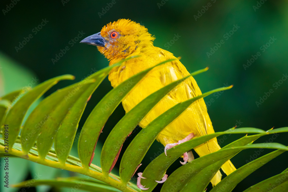 African Eastern Golden Weaver bird Ploceus subaureus male perched on a ...
