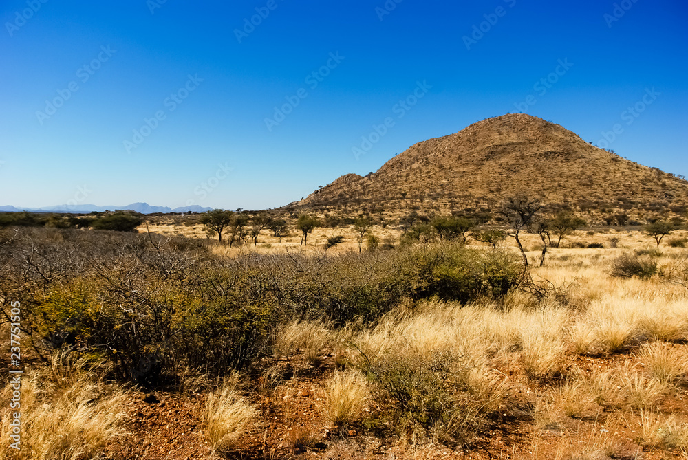 Arid savannah landscape with bushes, dry grass, acacia camelthorn tree ...