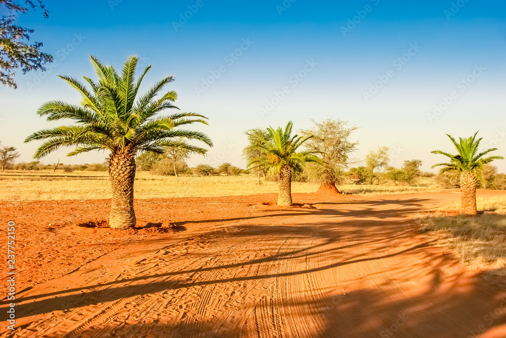 Kalahari Desert In Africa