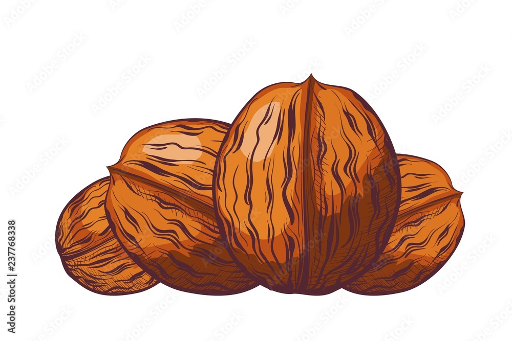 Walnut Drawing
