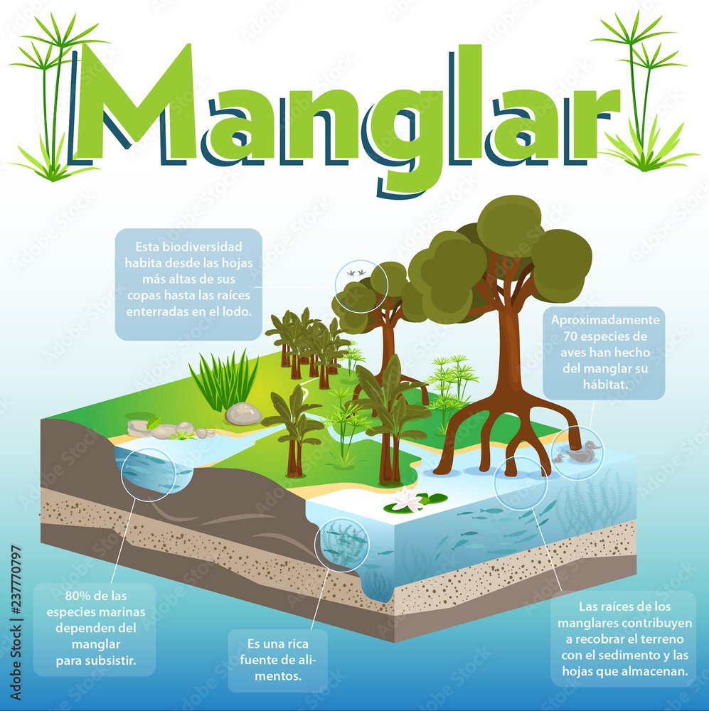 MANGROVE SWAMP, MANGLAR vector de Stock | Adobe Stock