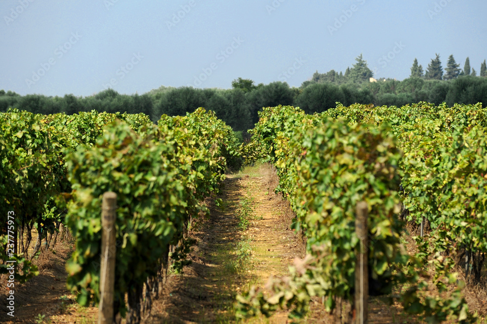 Vigneto del Salento, campagna per la coltivazione dell'uva Stock Photo ...