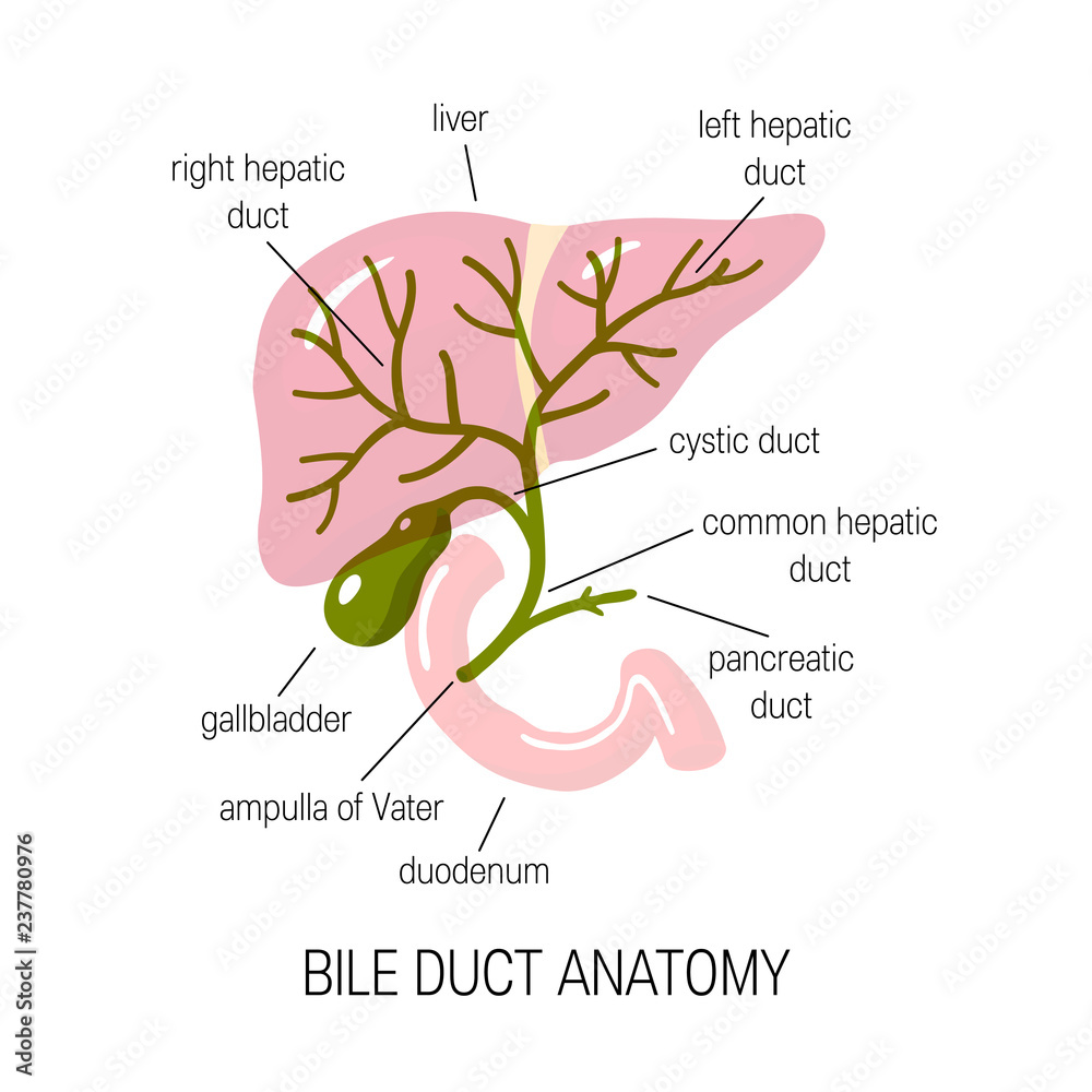 Poster Human bile duct, vector illustration – Wall Art | UkPosters