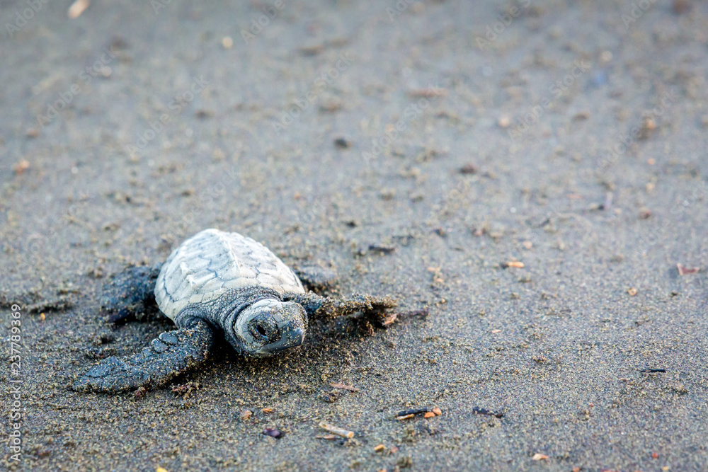 Baby Olive Ridley Sea Turtle