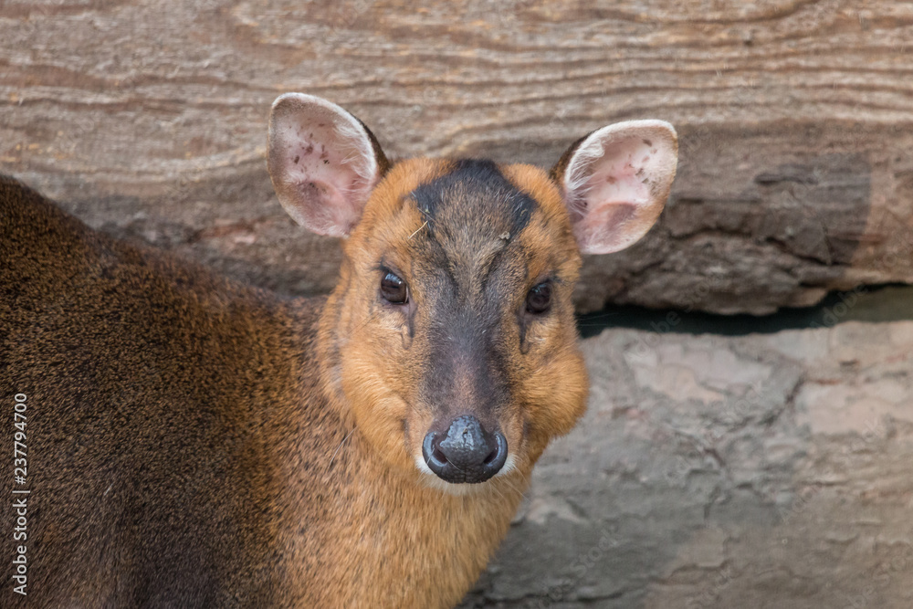 Chinese muntjac doe close-up portrait. Reeves's muntjac (Muntiacus ...
