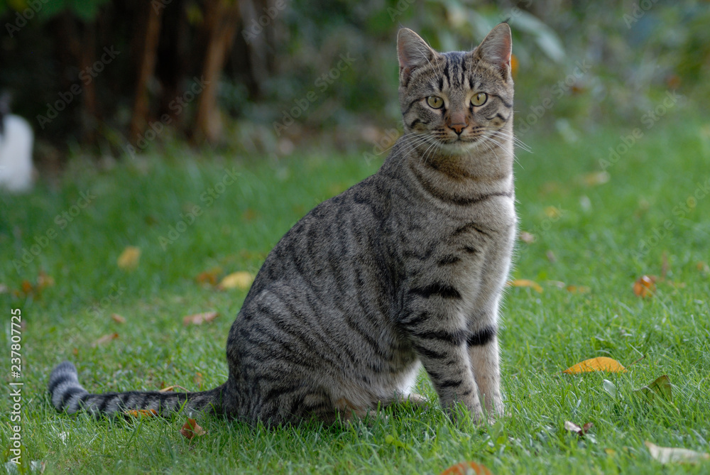 zwei sitzende Katzen auf der Wiese mit Herbstlaub Stock Photo | Adobe Stock
