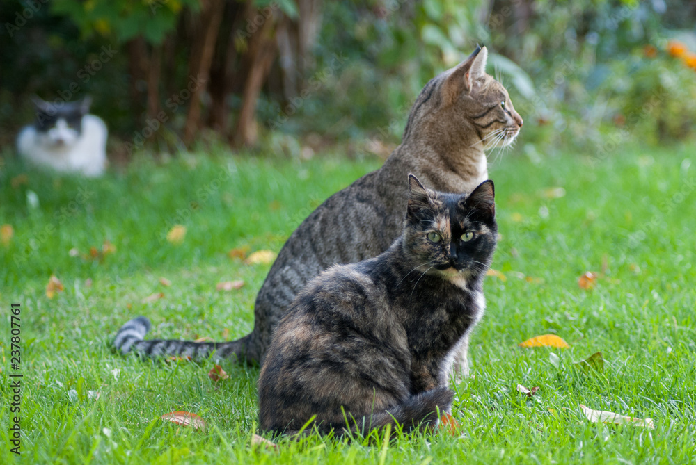 zwei junge sitzende Katzen auf einer Wiese mit Herbstlaub Stock Photo ...
