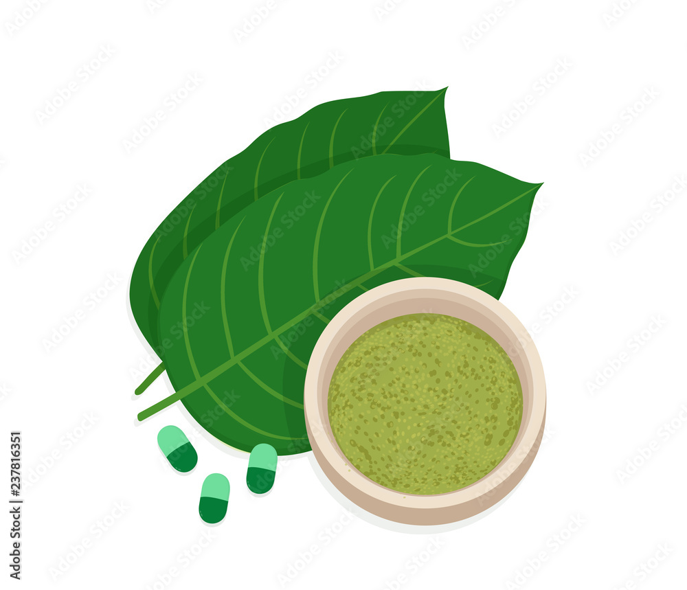 Mitragyna speciosa, kratom leaf Stock Vector | Adobe Stock