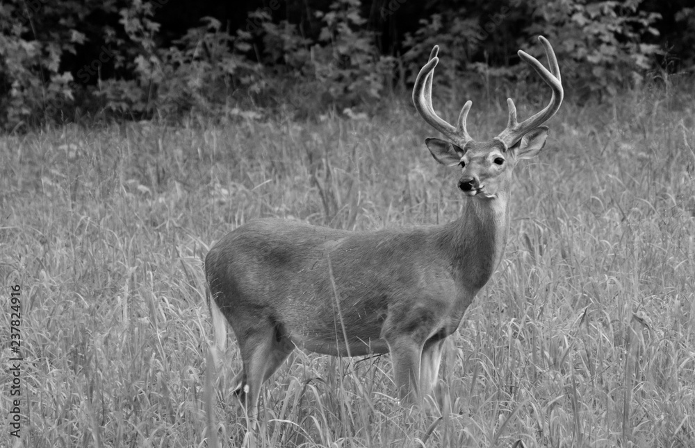 Black White Tailed Deer