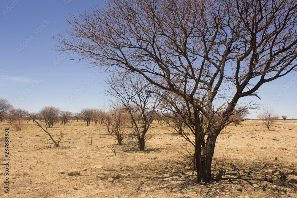 Dead prickly acacia trees spread out across a barren paddock during ...