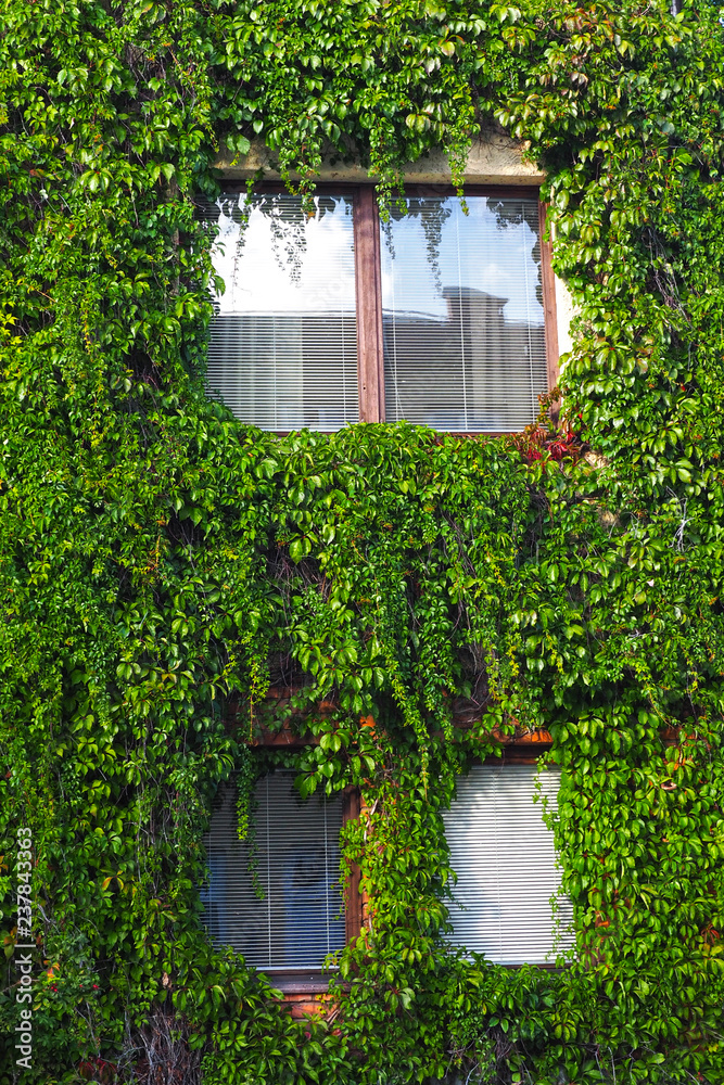 The window is framed by Lush greenery. The design of the exterior ...