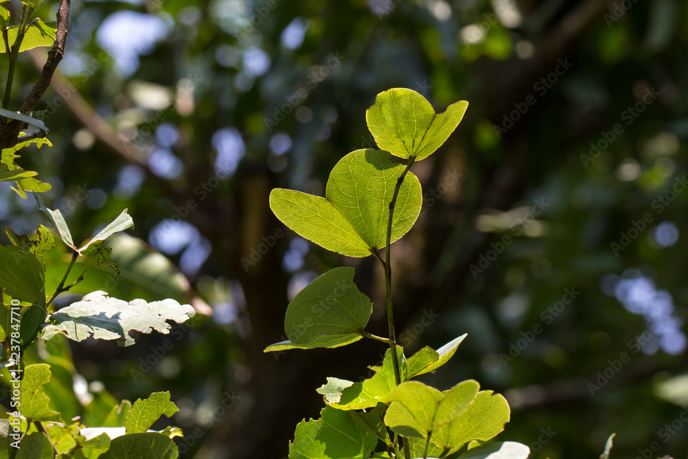 A leaf of Bidi (Bauhinia racemosa), a sacred and medicinal hindu tree ...