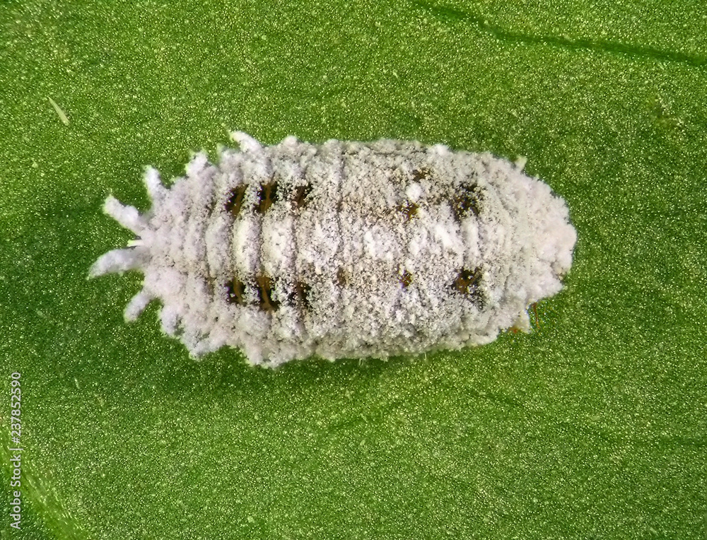Cotton mealybug, Phenacoccus solenopsis (Hemiptera: Pseudococcidae) is ...