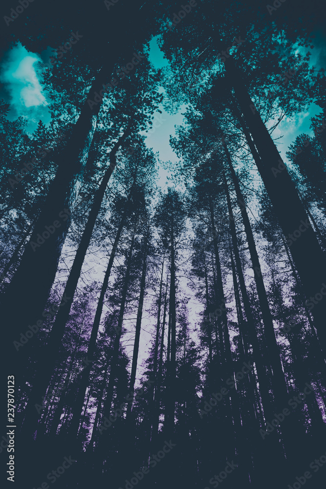 Dark Evergreen Forest