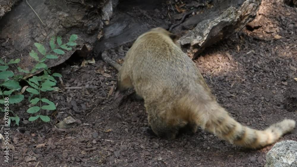A coati is using its nose to dig in the soil, facing toward the left ...