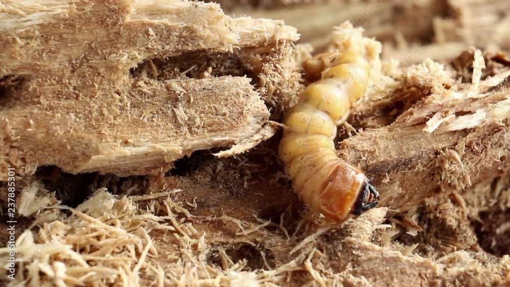 Larva of Coconut rhinoceros beetle or Oryctes rhinoceros is dangerous ...