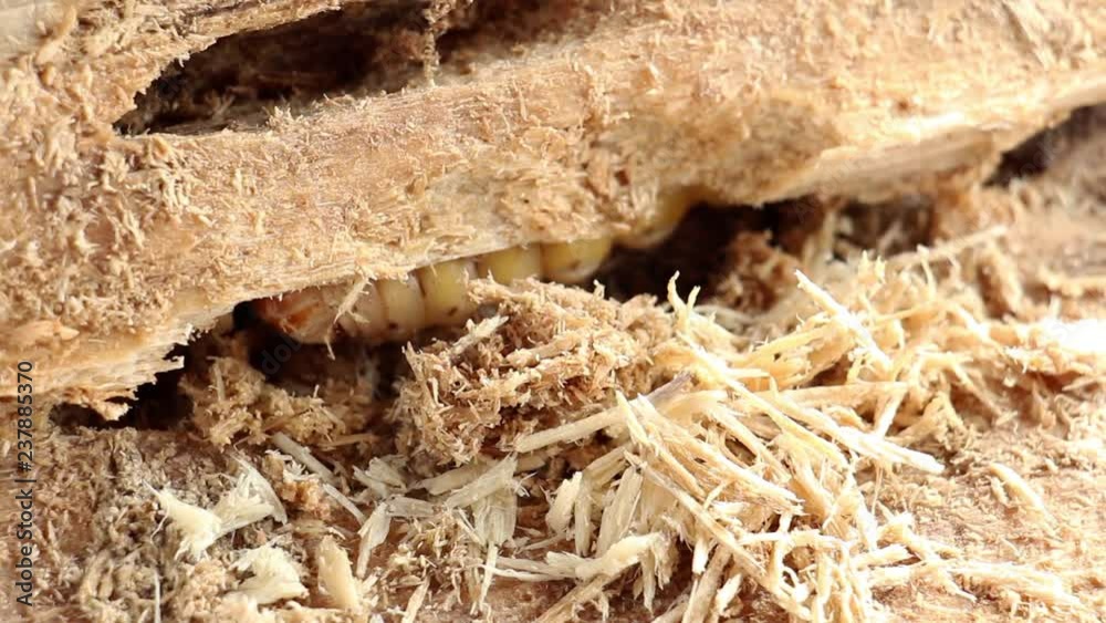 Larva of Coconut rhinoceros beetle or Oryctes rhinoceros is dangerous ...