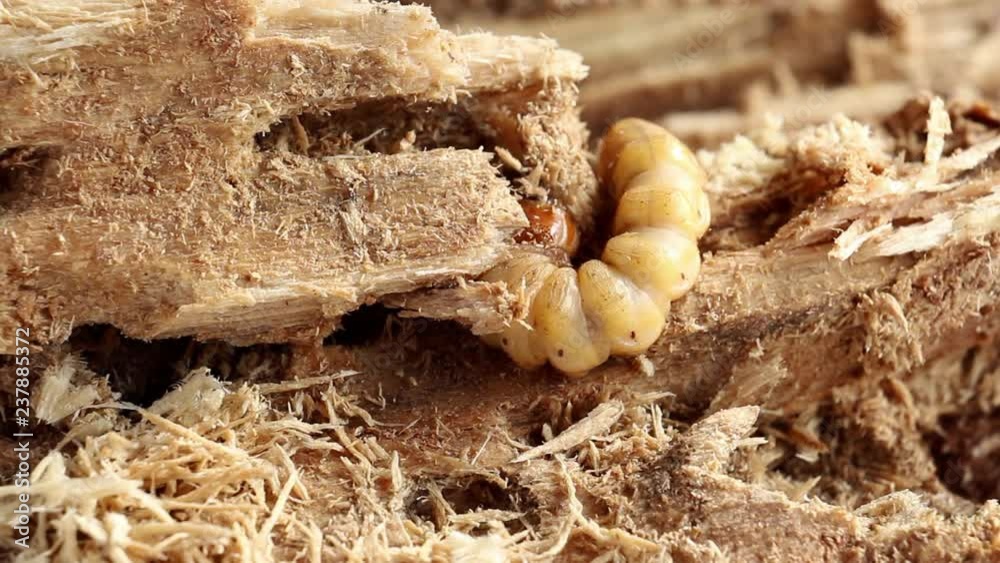 Larva of Coconut rhinoceros beetle or Oryctes rhinoceros is dangerous ...