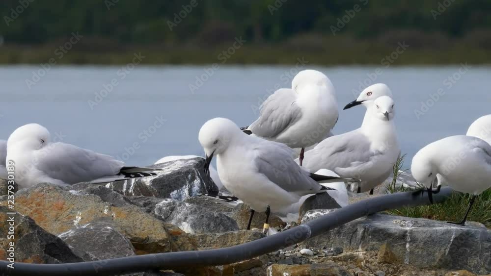 A colony of black billed Buller's gulls, the most threatened gull ...