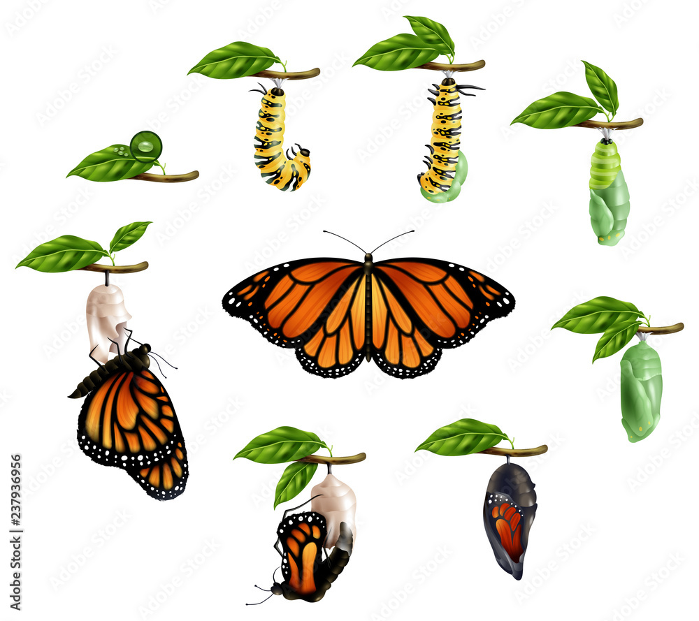 Life Cycle Of Butterfly Realistic Set Stock Vector | Adobe Stock