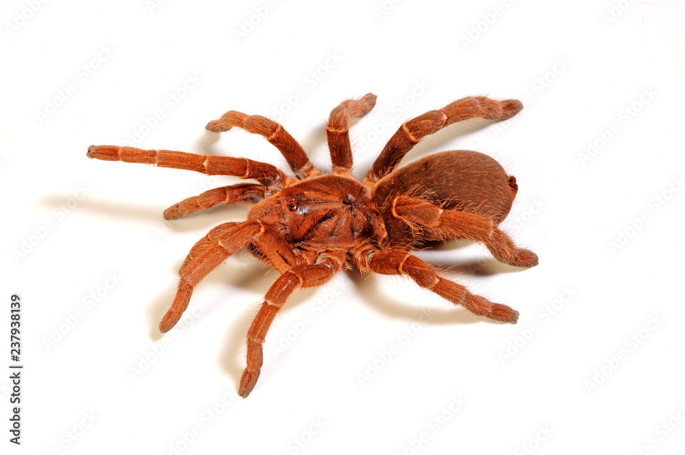 King Baboon Spider