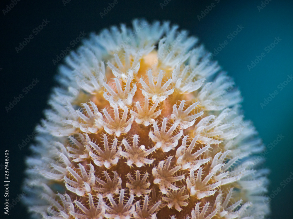 Coral Polyps