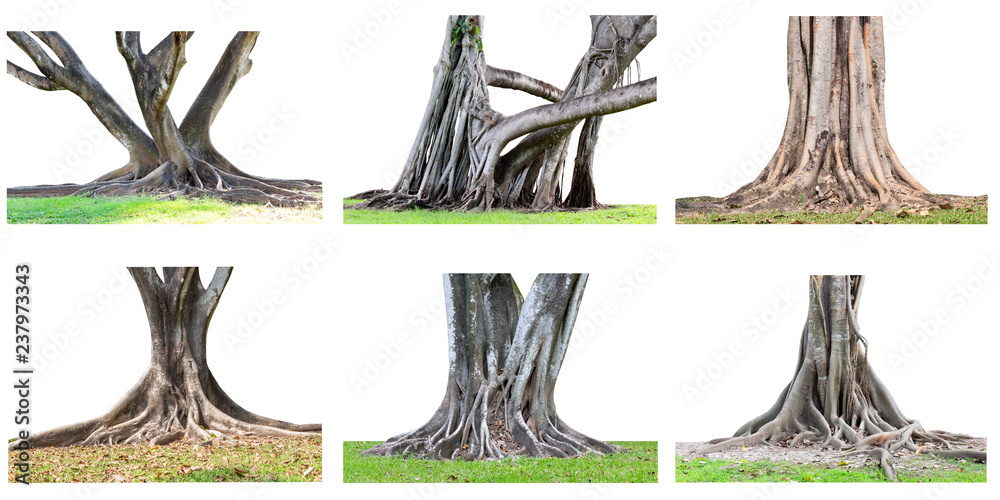 The collection of big tree roots spreading out beautiful and trunk ...