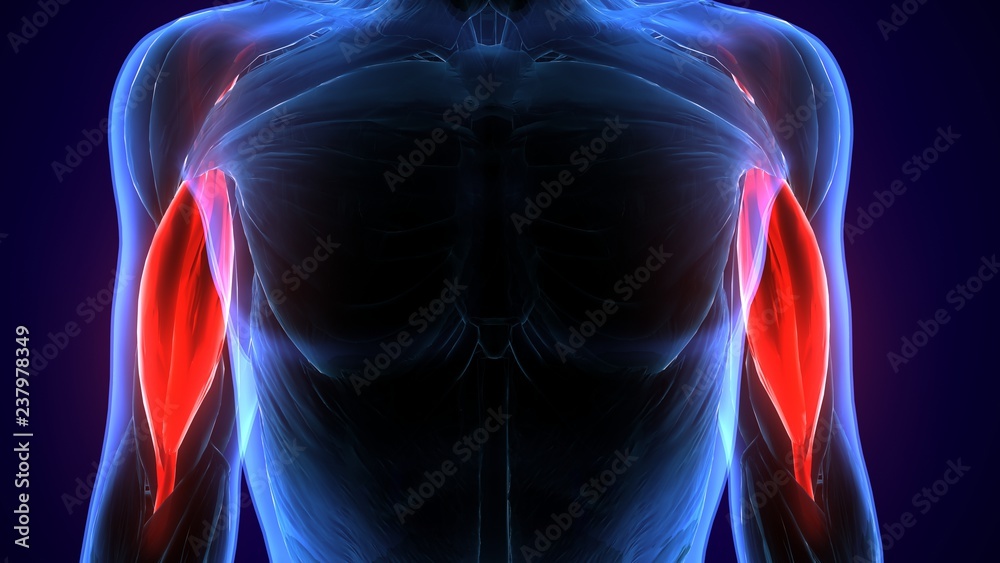 3d illustration of medically accurate muscle illustration of the biceps ...