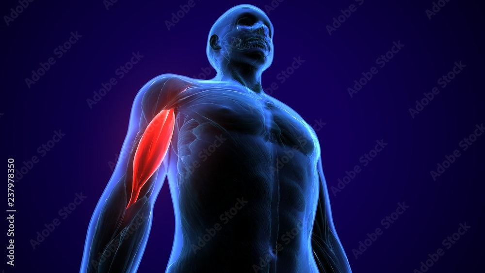 3d illustration of medically accurate muscle illustration of the biceps ...