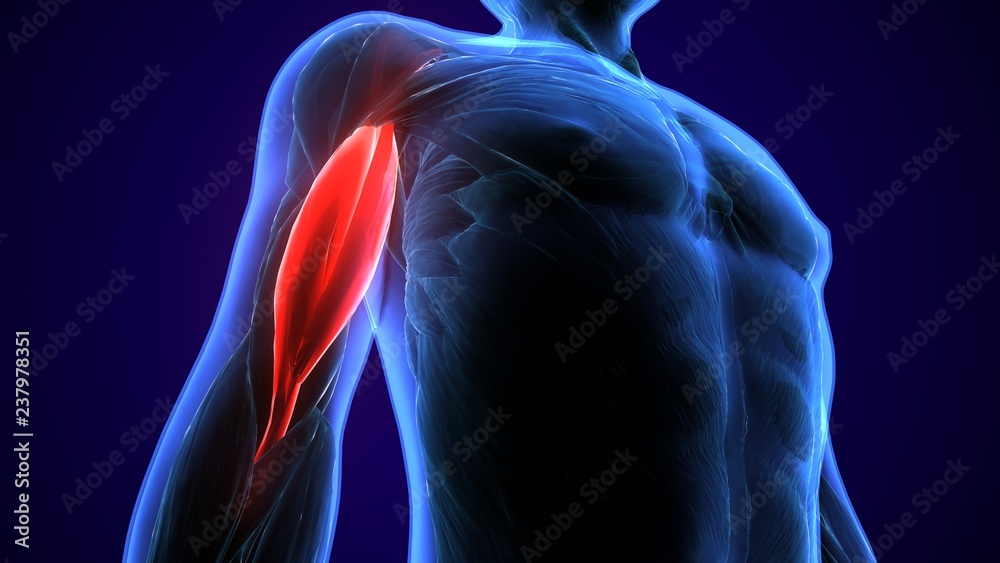 3d illustration of medically accurate muscle illustration of the biceps ...