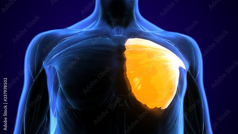 3D illustration of Pectoralis Major, Part of Muscle Anatomy. Stock ...