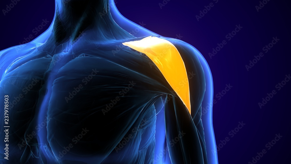 3d rendered, medically accurate illustration of the deltoid anatomy ...