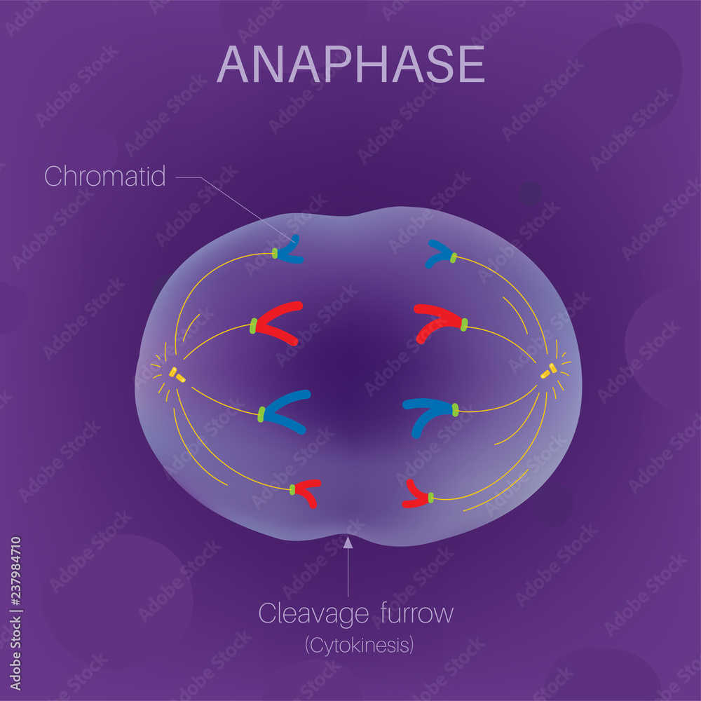 TheCellCycle-Anaphase Stock Vector | Adobe Stock