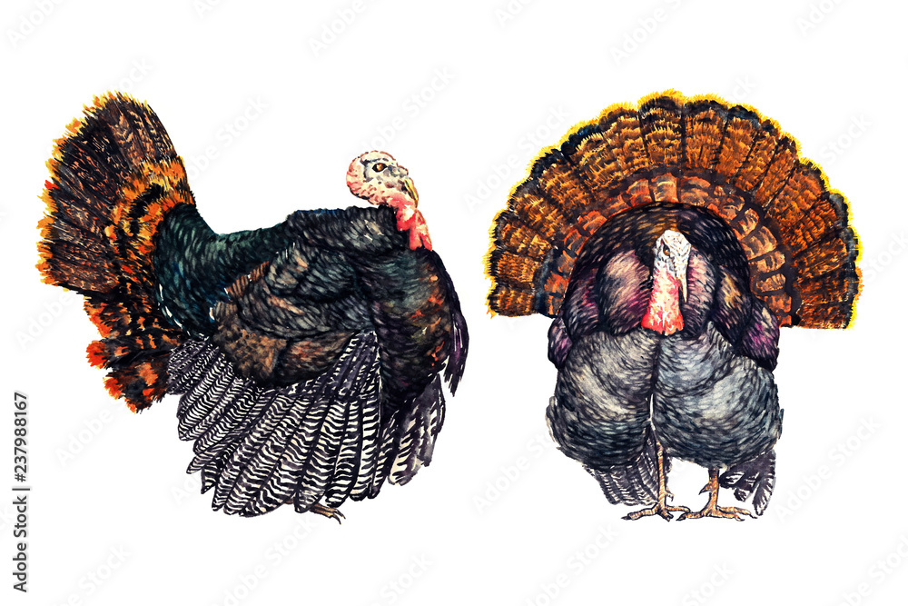 Black turkey standing, front and side view, isolated watercolor ...