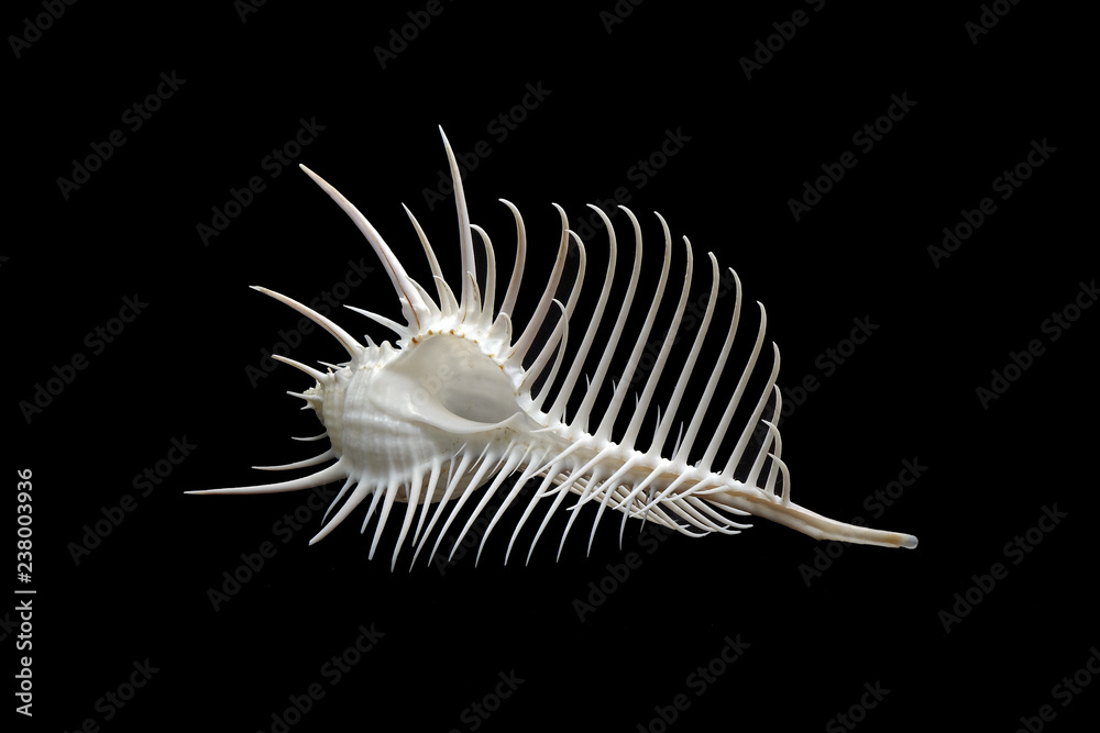 Sea shell : Venus comb murex (Murex pecten), one of genus of medium to ...