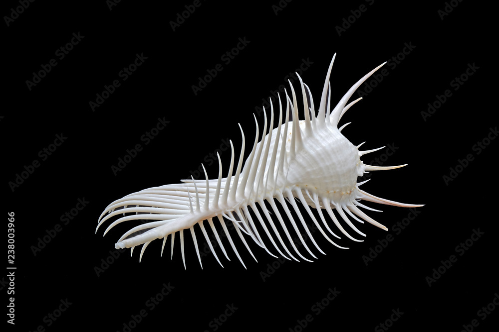 Sea shell : Venus comb murex (Murex pecten), one of genus of medium to ...