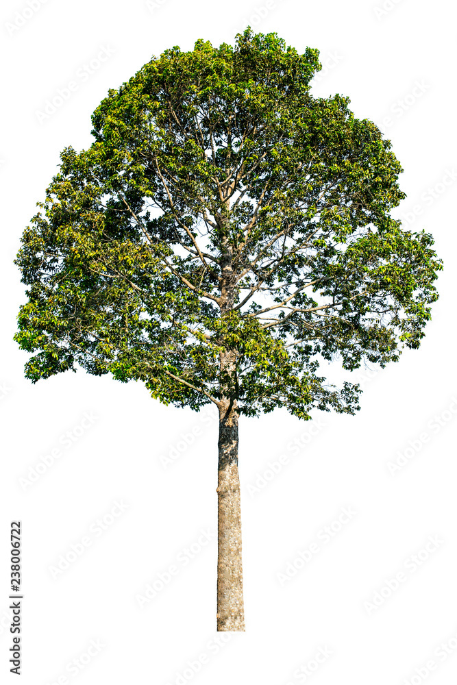The tree is completely separated from the white ba background ...