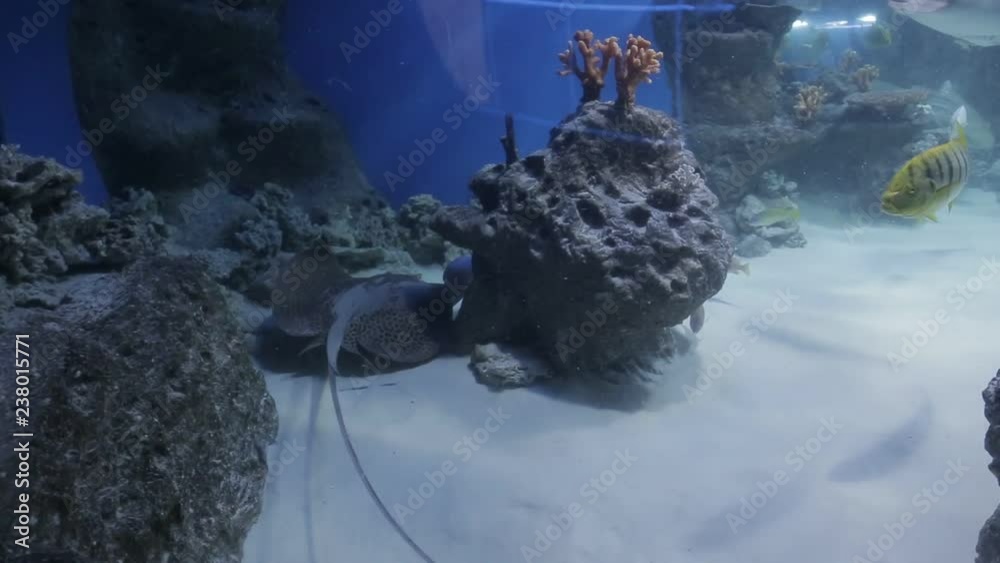 The underwater world of marine life 32 / In the Oceanarium various ...
