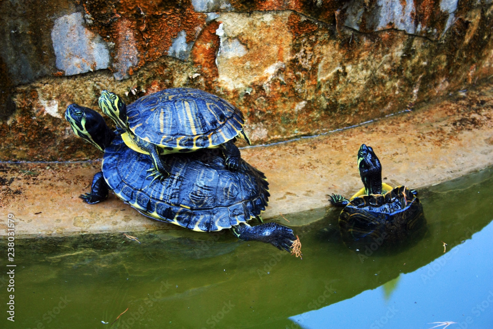 Turtles crawl out of the water. Stock Photo | Adobe Stock