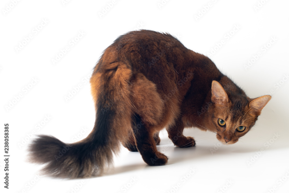Ruddy Somali Cat