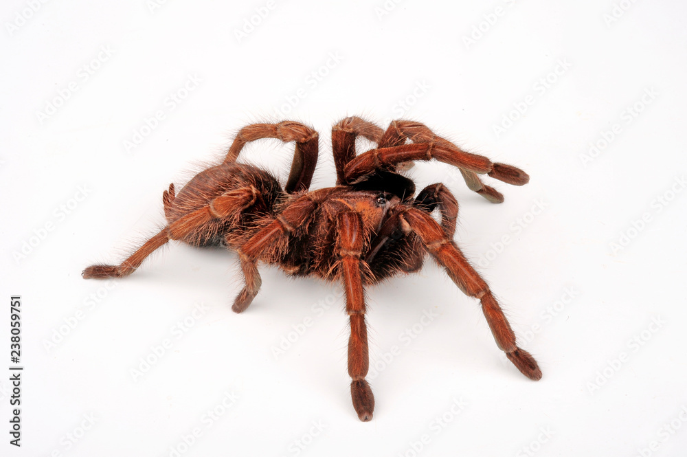 Haiti-Vogelspinne (Phormictopus cancerides) - Hispaniolan giant ...