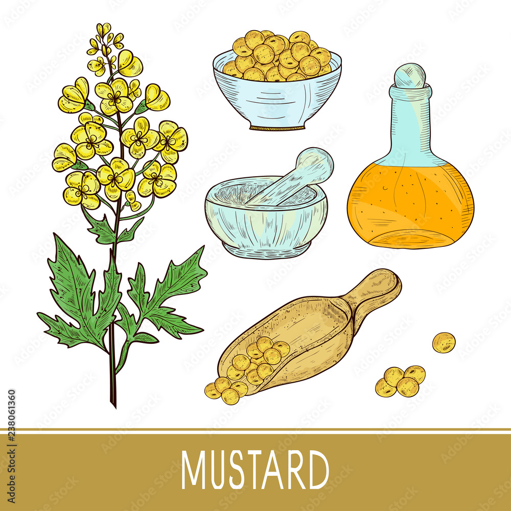 Mustard Flower Drawing