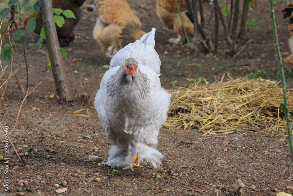 Brahma Huhn Stock Photo | Adobe Stock