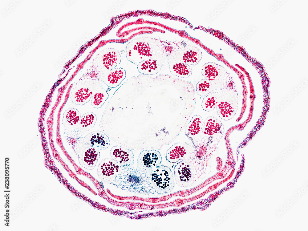 brassica oleracea cabbage flower bud - cross section cut under the ...