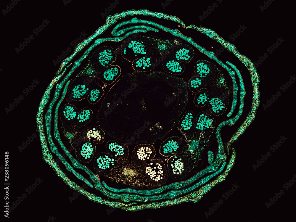 brassica oleracea cabbage flower bud - cross section cut under the ...