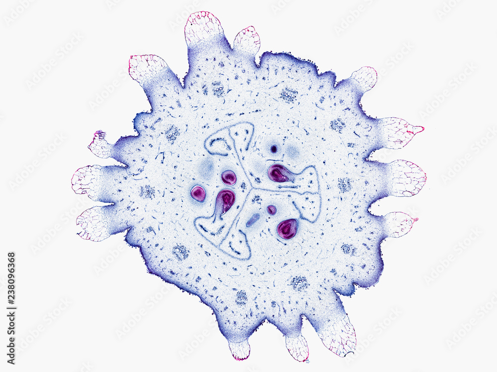 cucumis cucumber fruit - cross section cut under the microscope ...