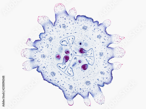 cucumis cucumber fruit - cross section cut under the microscope ...