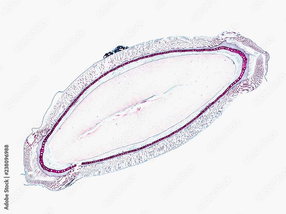 cucurbita pepo pumpkin seed - cross section cut under the microscope ...